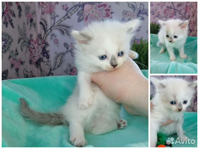 Рэгдолл мальчики и девочка