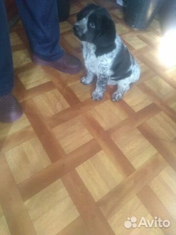 Отдам В добрые руки