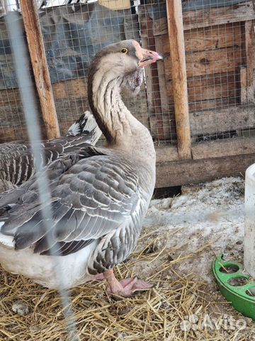 Гусь «Холмогор»