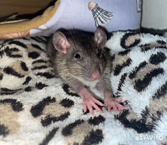 Крысята Агути Крысы Крыска
