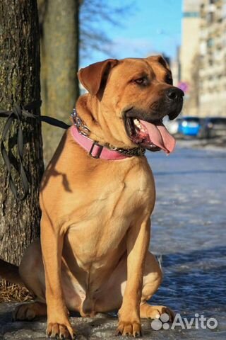 Крупный парень Бруно ищет дом