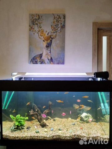 Аквариум со сложившейся эко-системой