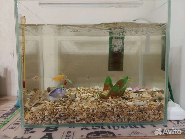 Аквариум (15л) с рыбками