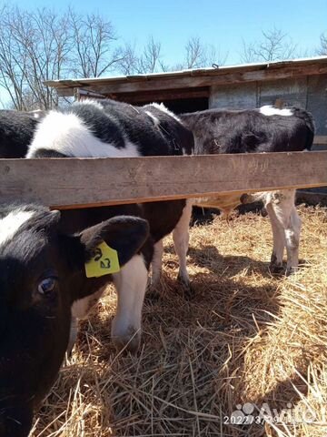 Продажа быков