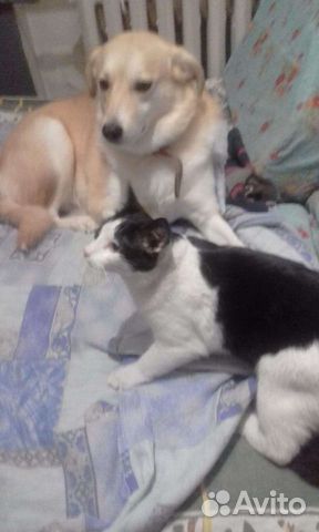 Чудо киска ищет дом