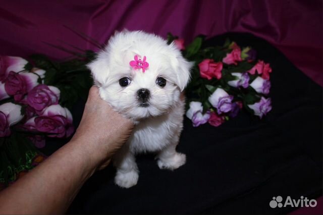 Кукольная мини малышка мальтезе 2 мес