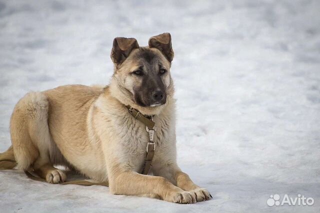Собака