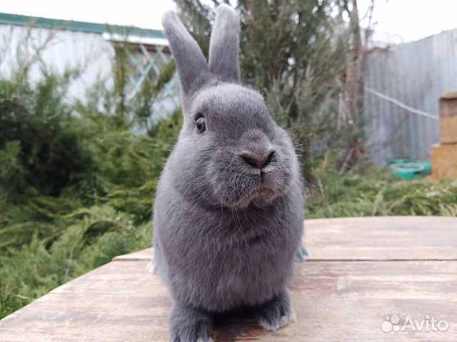 Кролики на племя