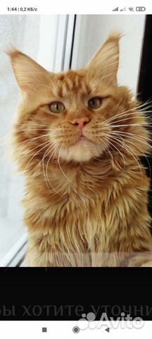 Титулованный кот на вязку и его котята на продажу