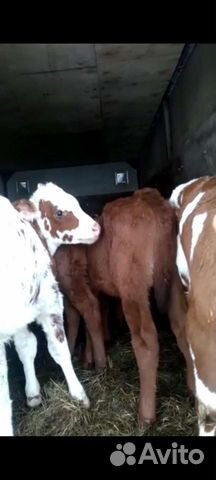 Бычки телята телки