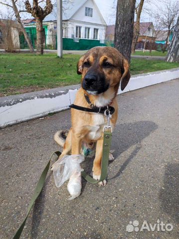 Собака Боб, 1 год, чудо-ласкуша для обнимашек