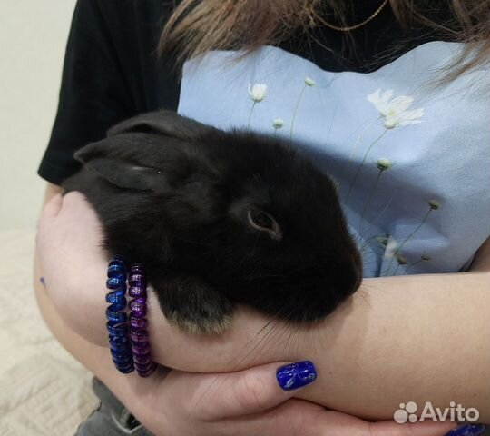 Кролик мальчик бесплатно