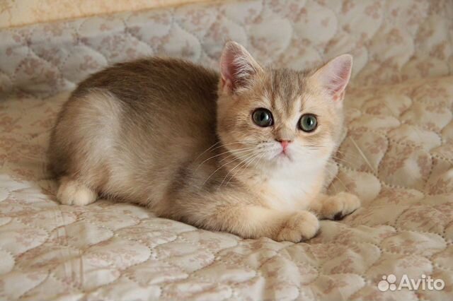 Моника - голубая золотая девочка