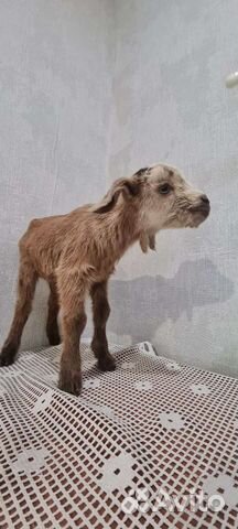 Козел, козлик