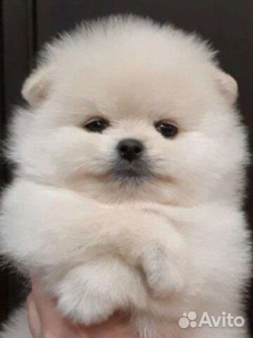 Померанский шпиц