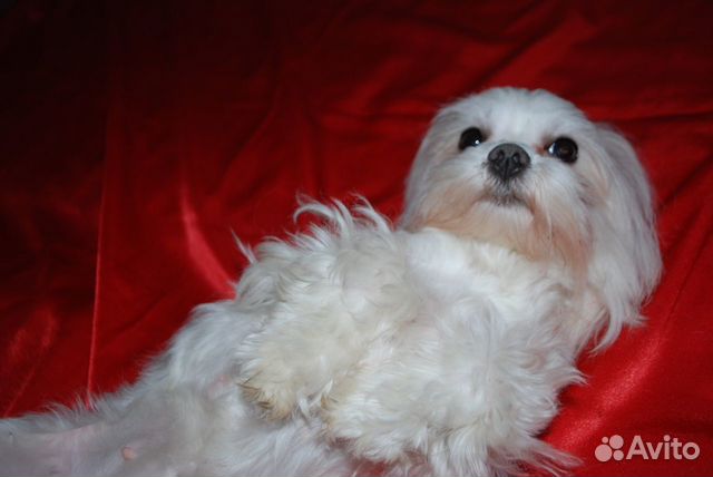 Мальтийская болонка девочка - белоснежка