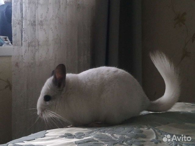 Шиншилла мальчик + клетка