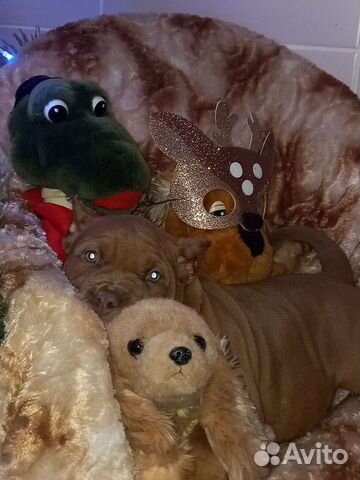 Американский булли шоу класса девочка