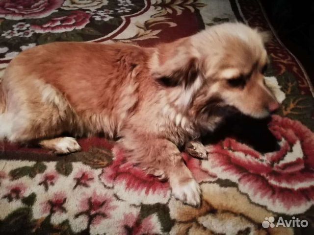 Собаки бесплатно в добрые руки щенки