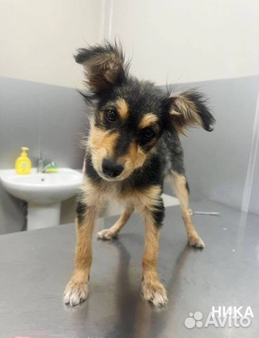 Щенок в добрые руки