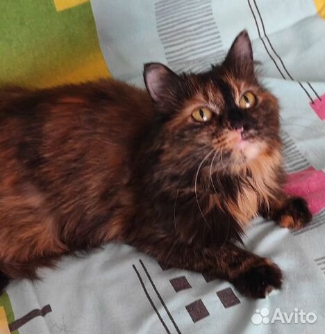 Кошки в добрые руки