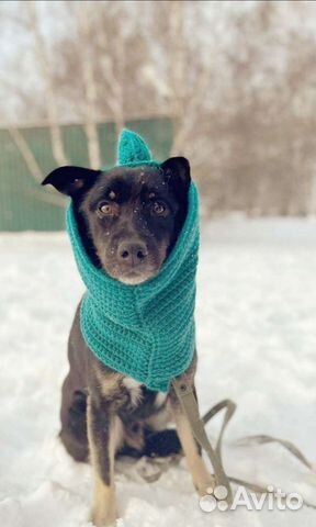 Маленький пес мечтает о доме