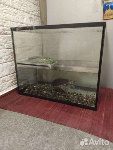 Мускусная черепаха