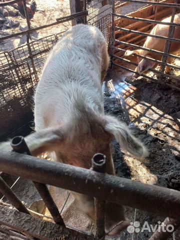 Хряк на племя