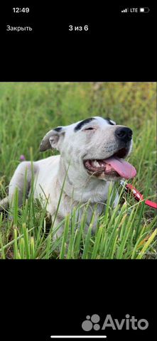 Собака в добрые руки отдам бесплатно