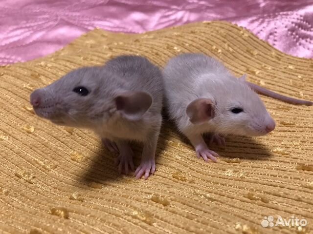 Крысята дамбо