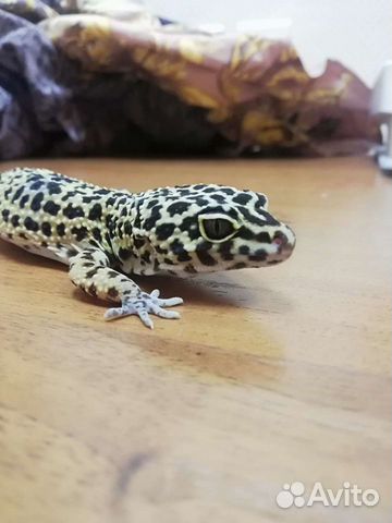 Эублефар самка