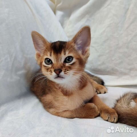 Абиссинские котята