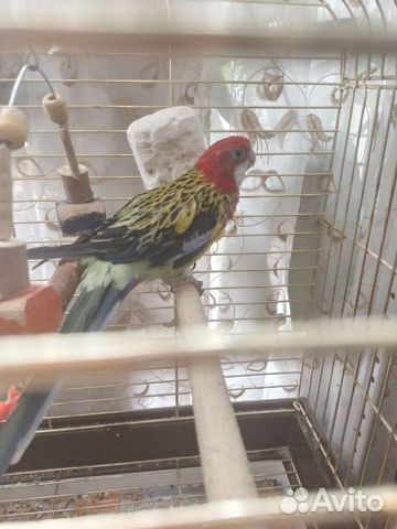 Попугай розелла