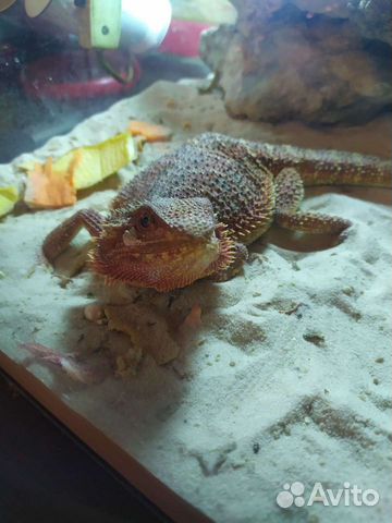 Австралийская бородатая агамма