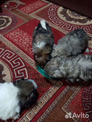 Щенки пекинеса