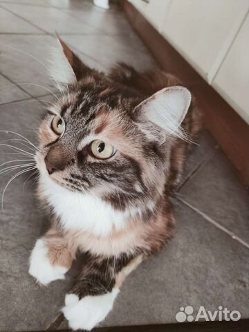 Кошки в добрые руки бесплатно