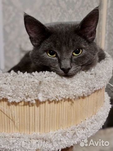 Котёнок - подросток (Русская голубая) в дар