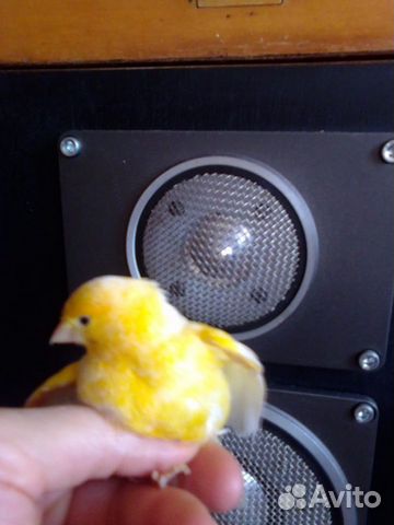 Лимонный Кенар