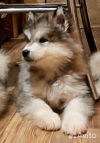 Аляскинский маламут щенки