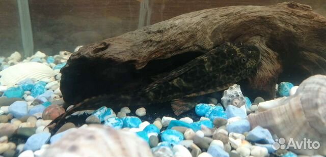 Аквариумные рыбки сомики