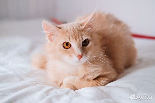 Ласковый персиковый котик 8мес