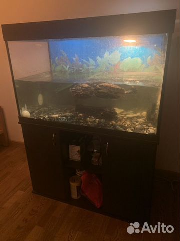 Красноухая черепаха