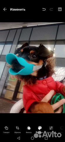 Цвергпинчер щенок