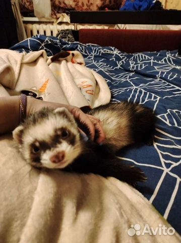 Хорек с клеткой