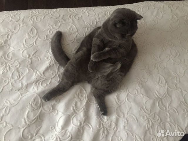 Отдам в добрые руки котика