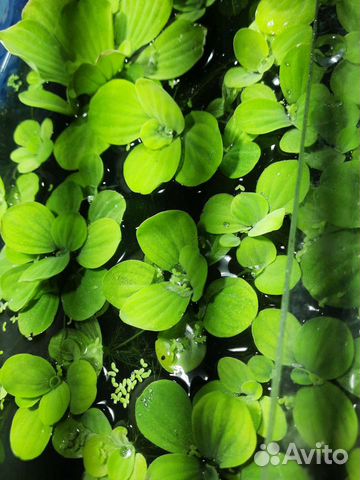 Пистия, бакопа, щитолистник, криптокорина