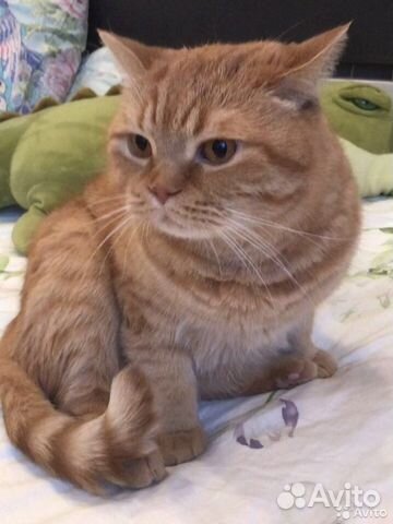 Рыжий британец кот