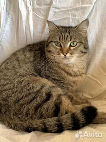 Булочка ищет дом