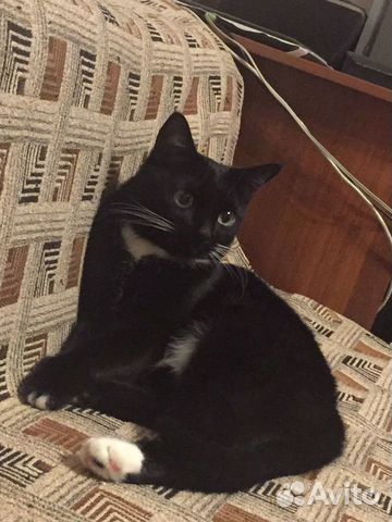 Котик Филипп в добрые руки