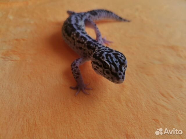 Иранский эублефар